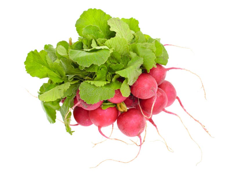 Fresh Radishes Isolated on White Background Stock Photo - Image of ...
