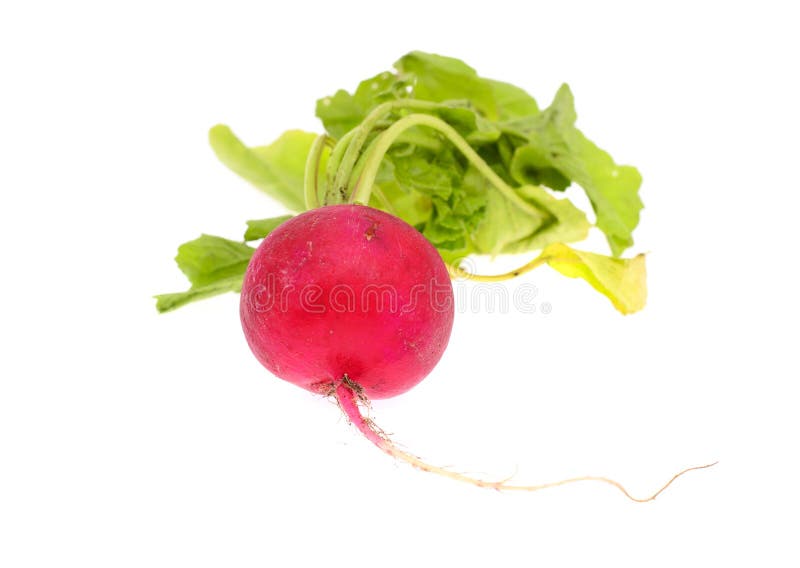 Fresh Radishes Isolated on White Background Stock Photo - Image of ...