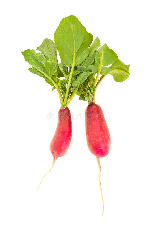 Fresh Radishes with Leaves Isolated on White Background Stock Image ...
