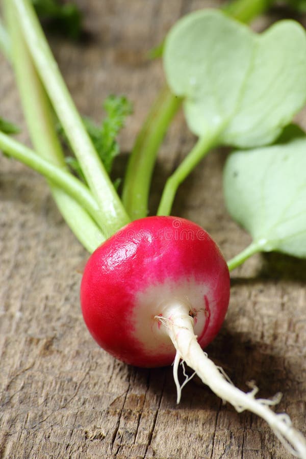 Fresh Radishes on a Wooden Table Stock Photo - Image of radish ...