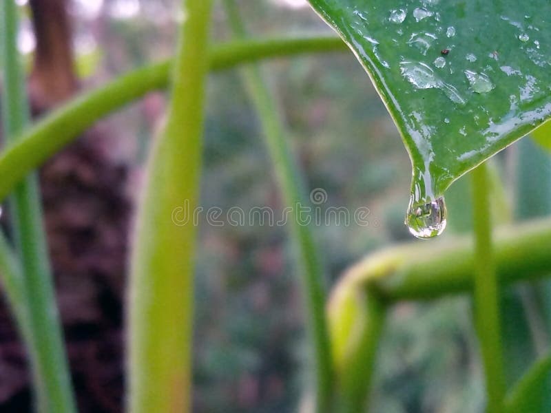 Fresh Rain Drop in Rainy Days Stock Photo - Image of drop, petal: 276963560