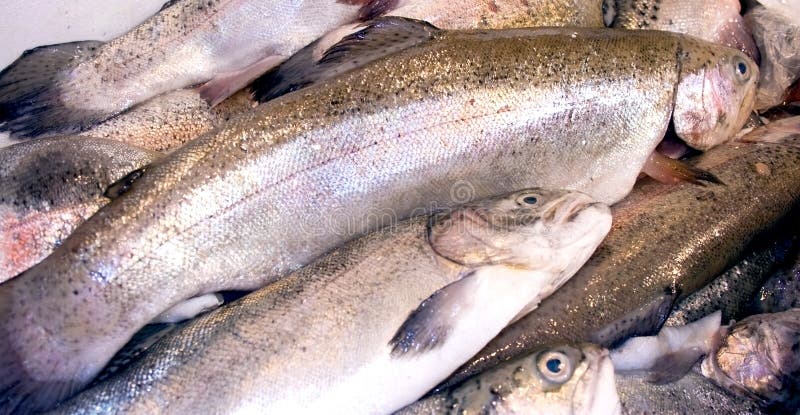 Rainbow Trout Drawings Stock Photos - Free & Royalty-Free Stock Photos ...