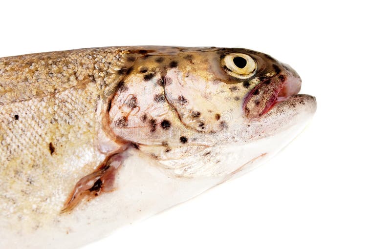 Sad fish. stock photo. Image of mouth, gold, orange, open - 12209778