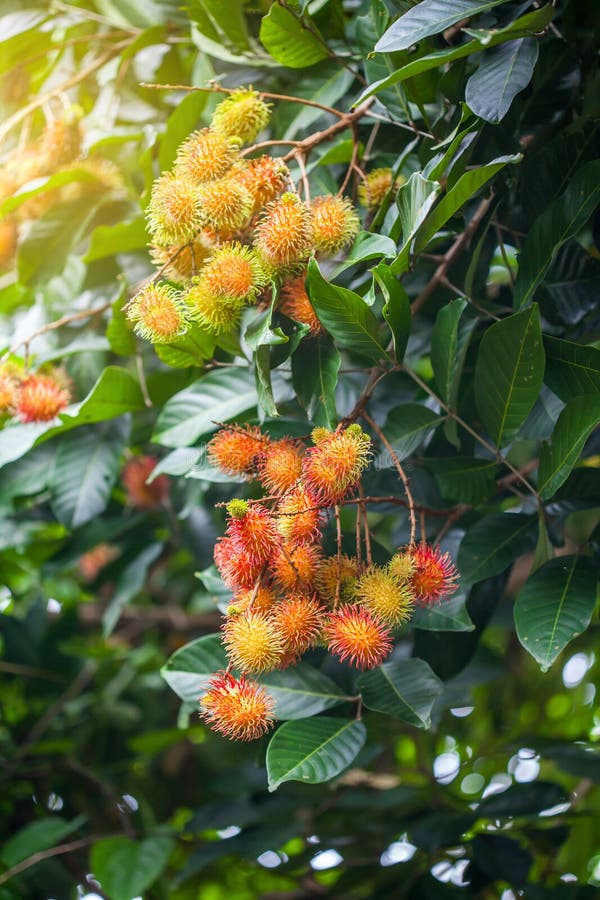 Fresh Rambutan Fruit on Tree Stock Photo - Image of leaf, sweet: 190888246