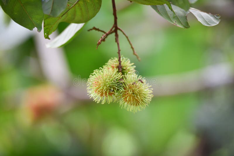 Rambutan White-black stock image. Image of leaves, fruity - 97563189