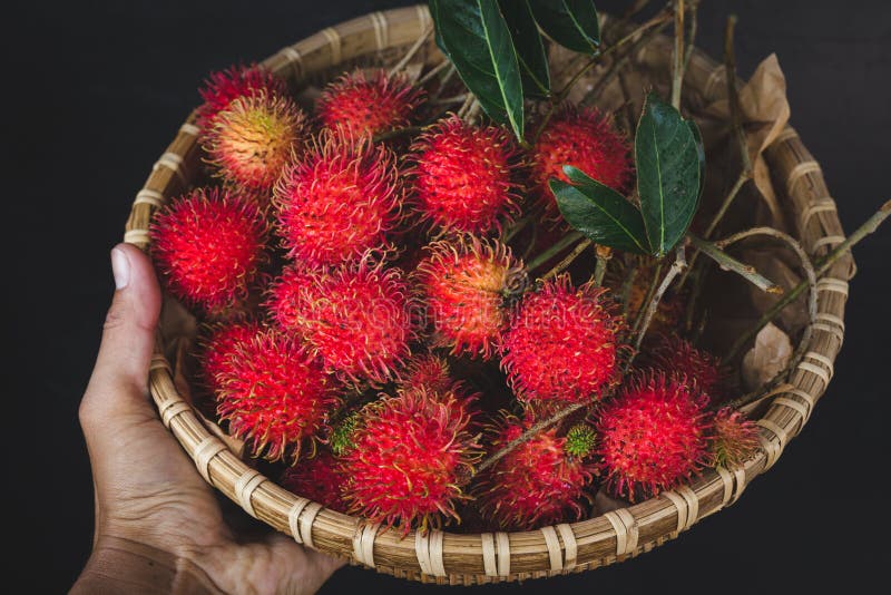 Fresh Rambutan Fruits stock image. Image of healthy, nature - 98226801