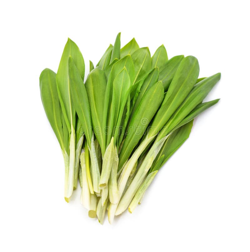 Fresh ramson leaves stock photo. Image of herb, herbal - 272206066