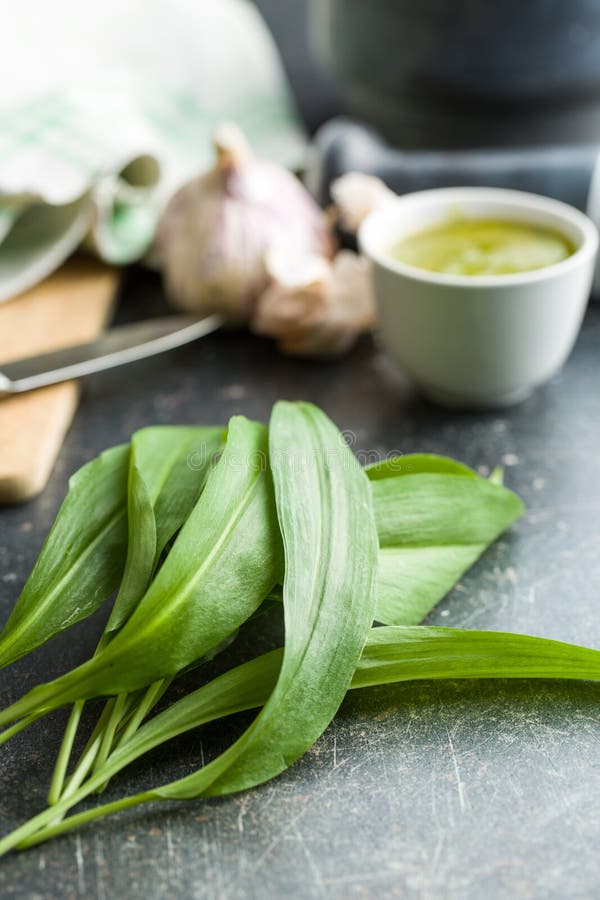 Fresh ramsons leaves. stock photo. Image of ramsons, seasonal - 71840660
