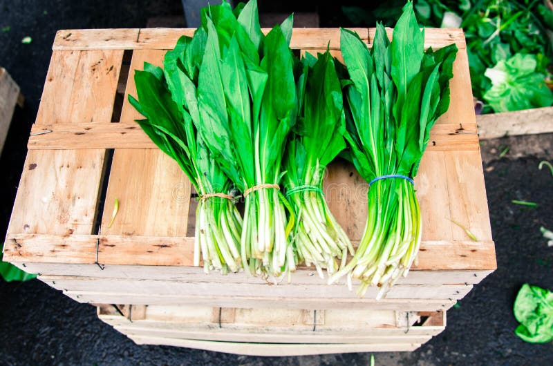 Fresh Ramsons at the Market Stock Image - Image of plant, girls: 83679475