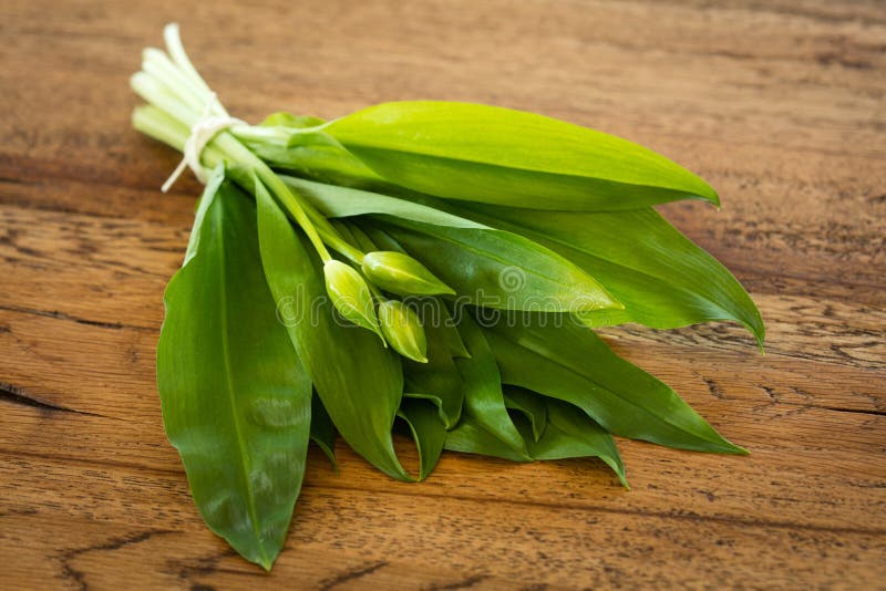 Fresh Ramsons on a Wooden Plate Stock Image - Image of wild, buckrams ...