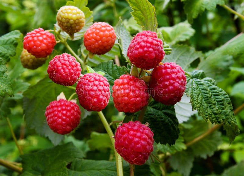 Assorted fresh berries stock image. Image of colourful - 10982373
