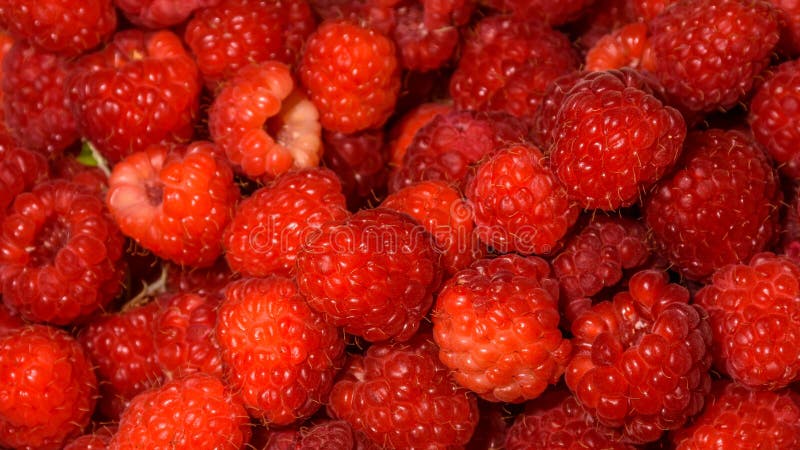 Fresh Raspberries Close-up Shot Stock Image - Image of fruits, fresh ...