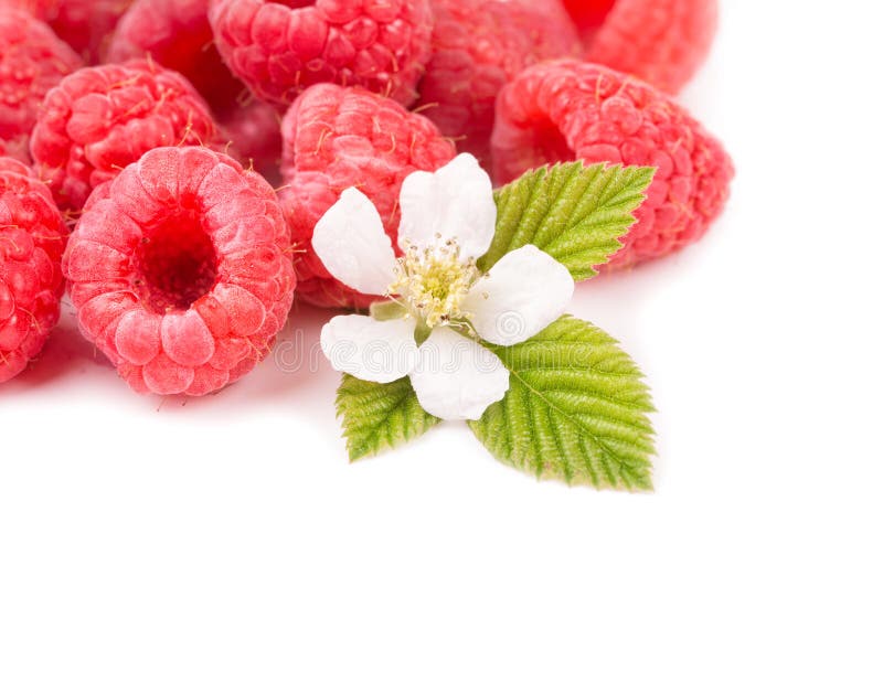 Fresh Raspberries with a Flower and a Leaf Stock Image - Image of ...