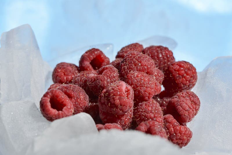 Fresh Raspberries are Frozen on Cold Blue Ice. Stock Image - Image of ...