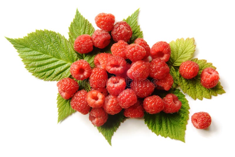 Raspberry stock photo. Image of fresh, outdoor, berries - 268678
