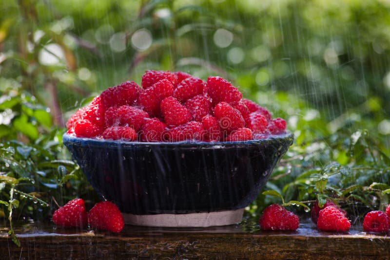 Fresh Raspberries in the Rain Stock Photo - Image of spring, eating ...