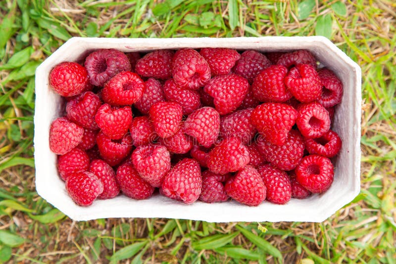 Fresh raspberries stock photo. Image of freshness, berry - 34579884