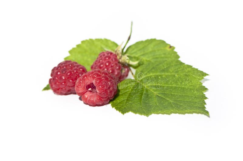 Fresh raspberry stock image. Image of health, fresh, food - 12477111