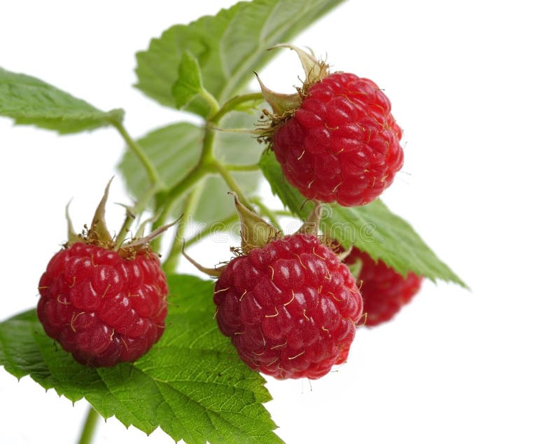 Fresh red raspberry stock photo. Image of fruit, cuitivated - 115843732