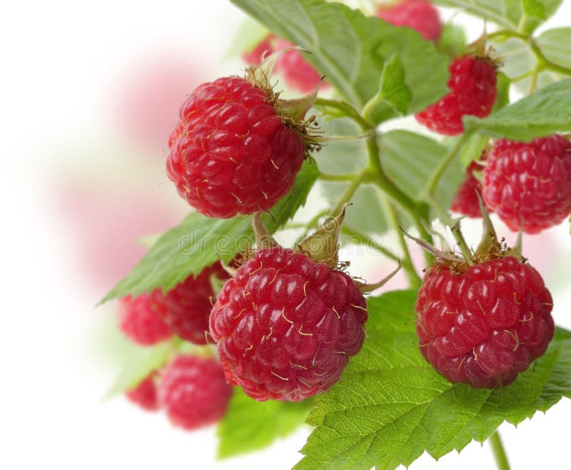 Fresh Raspberry stock image. Image of berry, food, background - 25540855