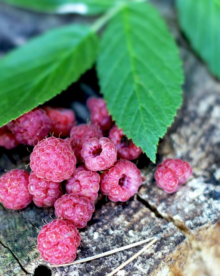 Fresh raspberry stock image. Image of healthy, color - 26004269