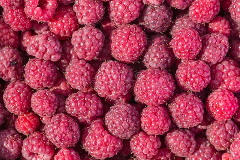 Fresh raspberry background stock image. Image of pink - 32265545