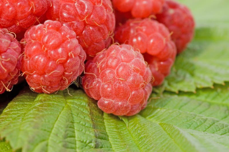 Red Raspberry stock image. Image of green, nutritious - 8776297
