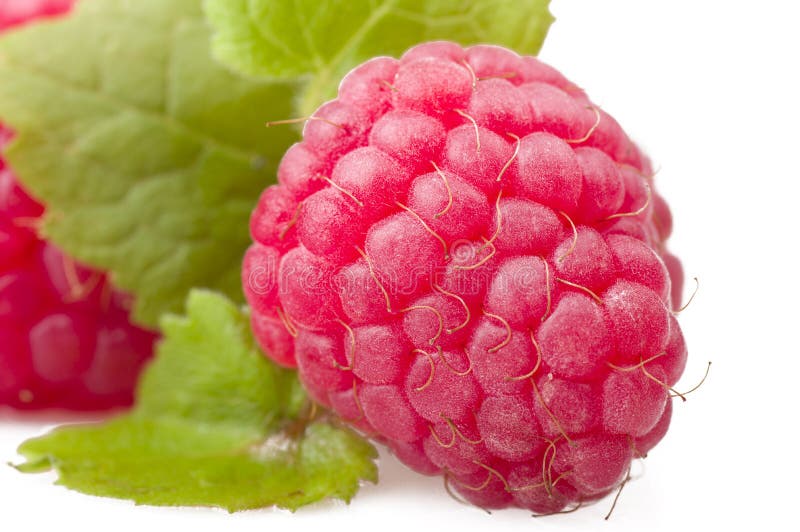 Fresh Raspberry stock image. Image of healthy, green - 42258677