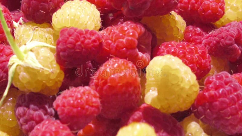 Fresh Raspberry Fruit Summer Stock Footage - Video of gourmet, color ...