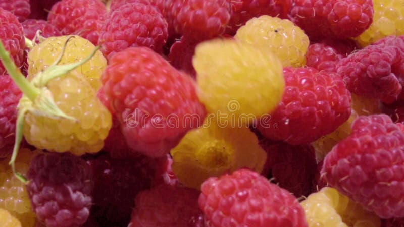 Fresh Raspberry Fruit Summer Stock Video - Video of food, closeup ...
