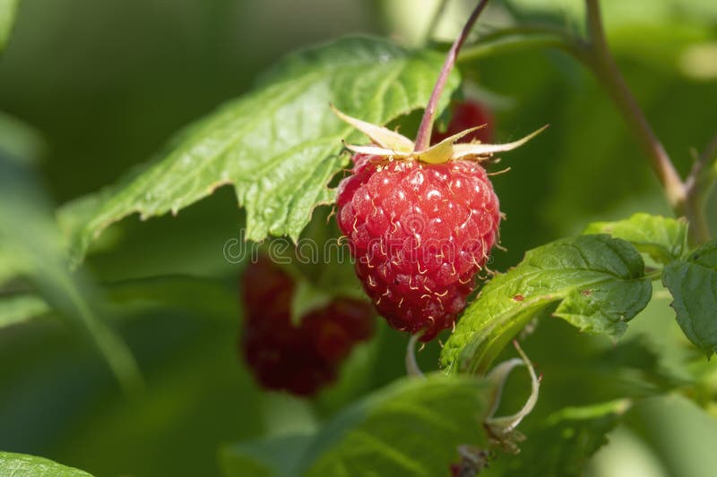 Fresh Raspberry in a Garden Stock Image - Image of sweet, closeup ...