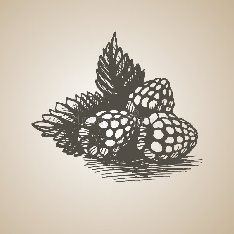 Fresh Raspberry. Hand Drawn Vector Illustration Raspberry Stock Vector ...