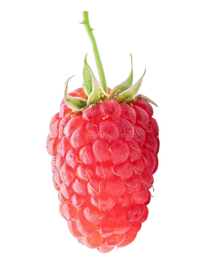 Fresh Raspberry Isolated on White Background. Clipping Path Stock Photo ...