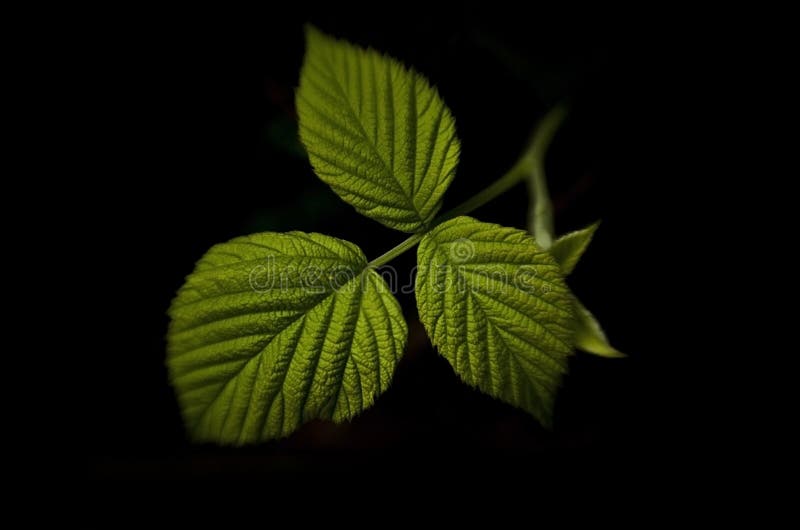 Fresh raspberry leaf stock photo. Image of light, background - 75598674