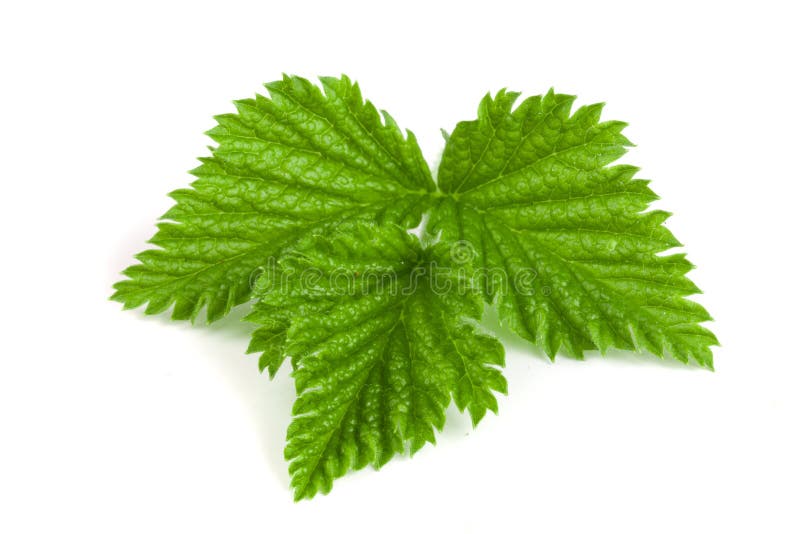 Fresh Raspberry Leaf Isolated on White Background Stock Photo - Image ...