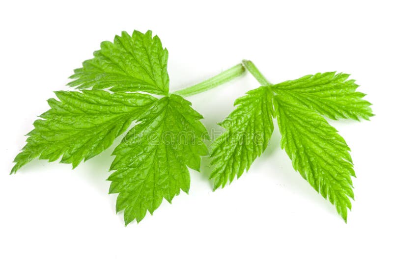 Fresh Raspberry Leaf Isolated on White Background Stock Image - Image ...