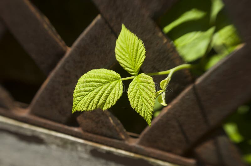 Fresh raspberry leaf stock photo. Image of rusty, spring - 75598702