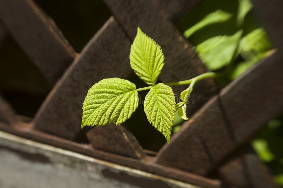 Fresh raspberry leaf stock photo. Image of rusty, spring - 75598702