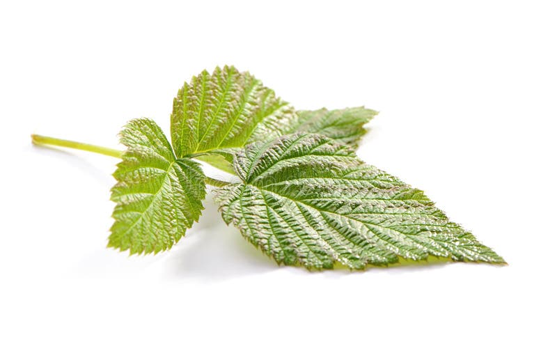 Fresh Raspberry Leaves Close-up Isolated on White Background Stock ...
