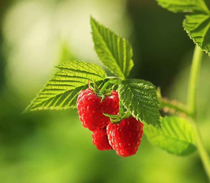 Raspberry Growing stock photo. Image of nature, design - 32273066