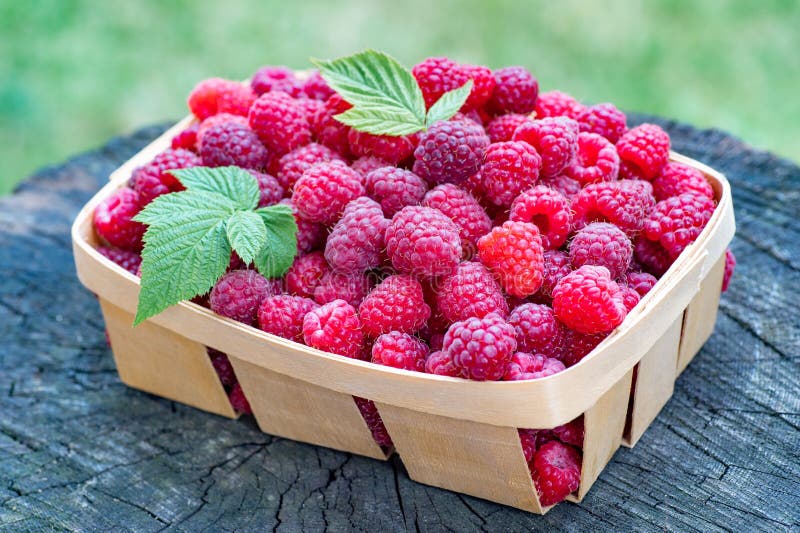 Fresh Raspberry in a Raspberry Basket with Green Leaves Stock Image ... Fresh Raspberry in a Raspberry Basket with Green Leaves Stock Image ...
