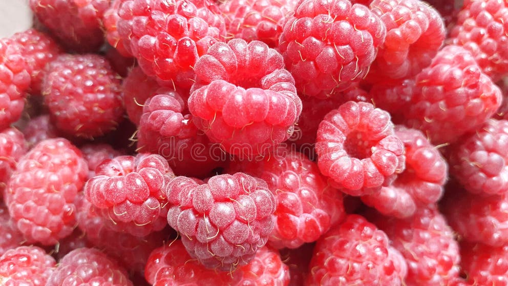 Fresh Raspberry - Red Sweet Berries Stock Photo - Image of raspberry ...