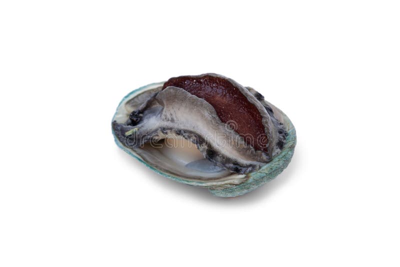 525 Abalone Shells Stock Photos - Free & Royalty-Free Stock Photos from ...