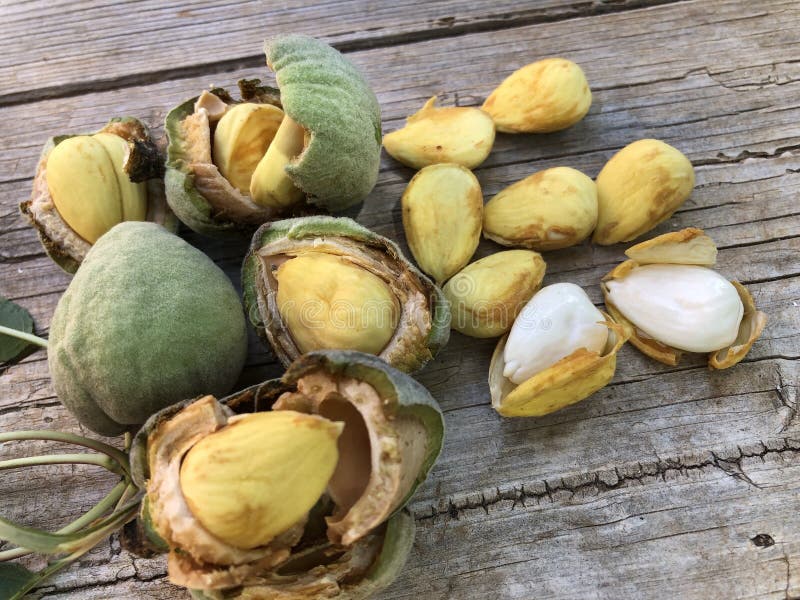 Fresh Raw Almonds Just Collected from the Tree Stock Photo - Image of ...