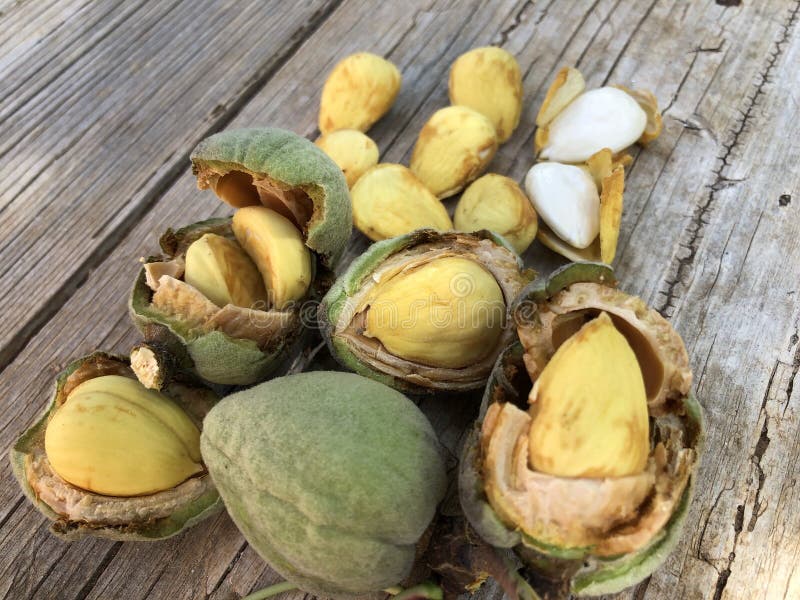 Fresh Raw Almonds Just Collected from the Tree Stock Image - Image of ...