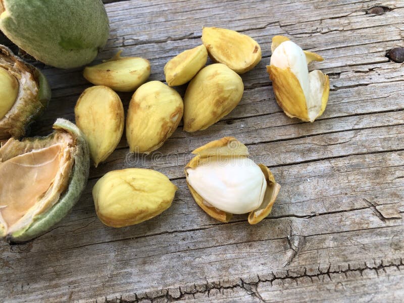 Fresh Raw Almonds Just Collected from the Tree Stock Image - Image of ...
