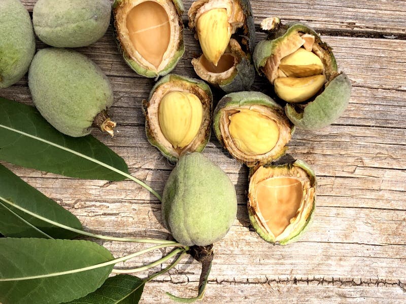 Fresh Raw Almonds Just Collected from the Tree Stock Photo - Image of ...