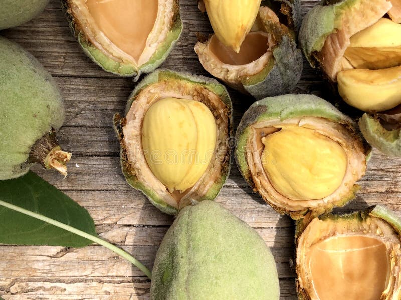 Fresh Raw Almonds Just Collected from the Tree Stock Image - Image of ...