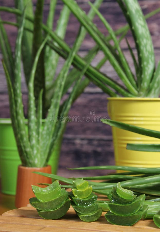 Fresh Raw Aloe Vera on Table after Harvest Stock Image - Image of ...