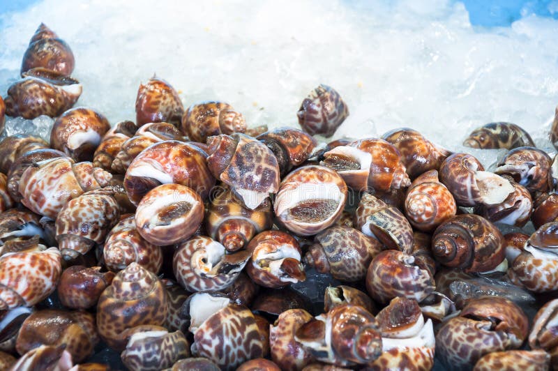 The Fresh Raw Babylon Snail on Ice and Selection Focus with Light Art ...